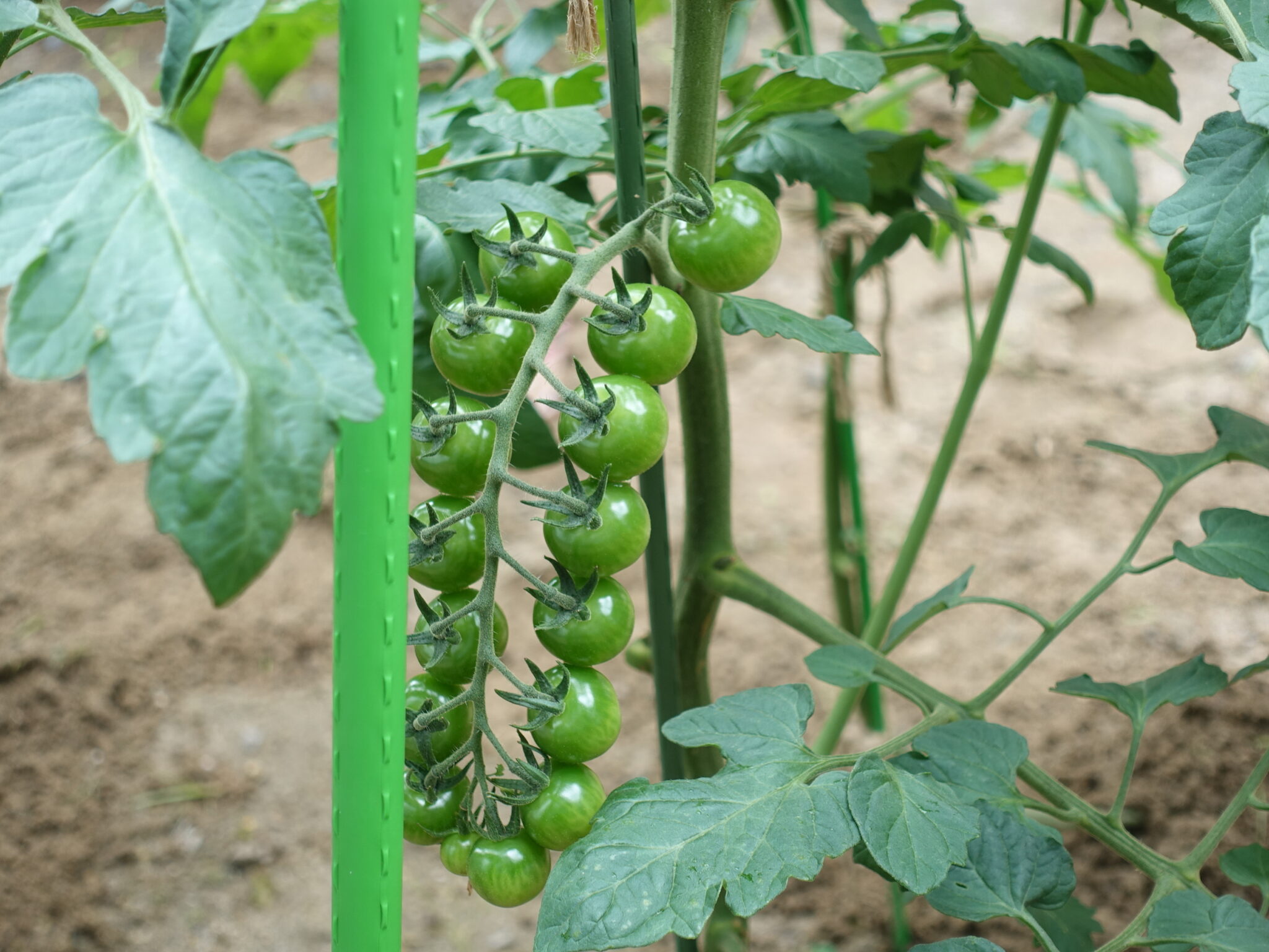 トマト 自宅栽培 | ROCK BOTTOM7