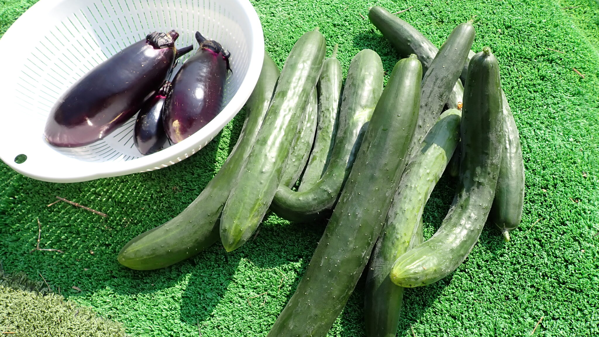 今年のキュウリ | ROCK BOTTOM7